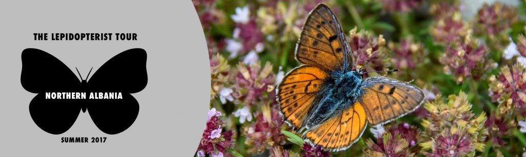 The Lepidopterist Tour of Albania – Albanian Trip