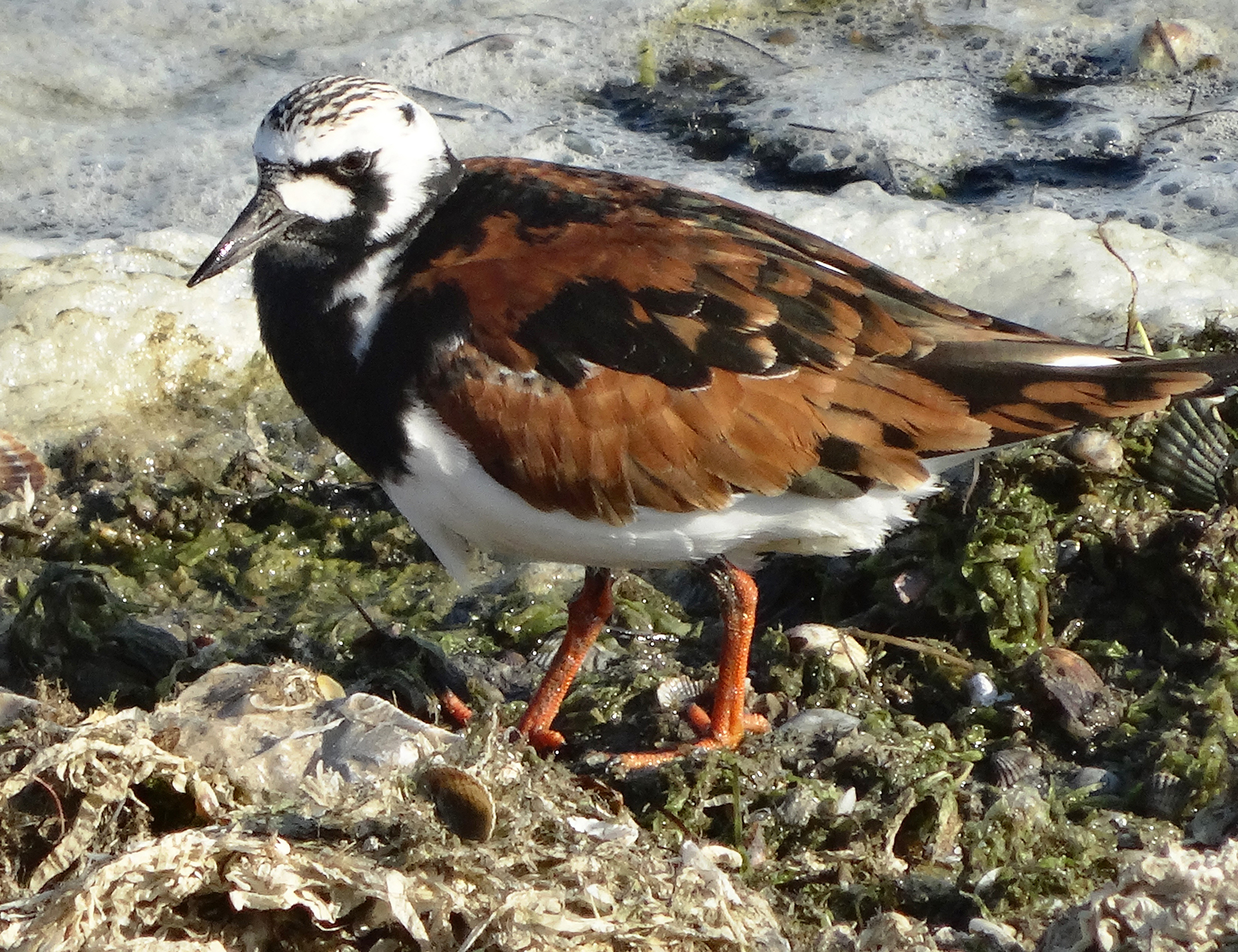 Birdwatching Albania – Albanian Trip