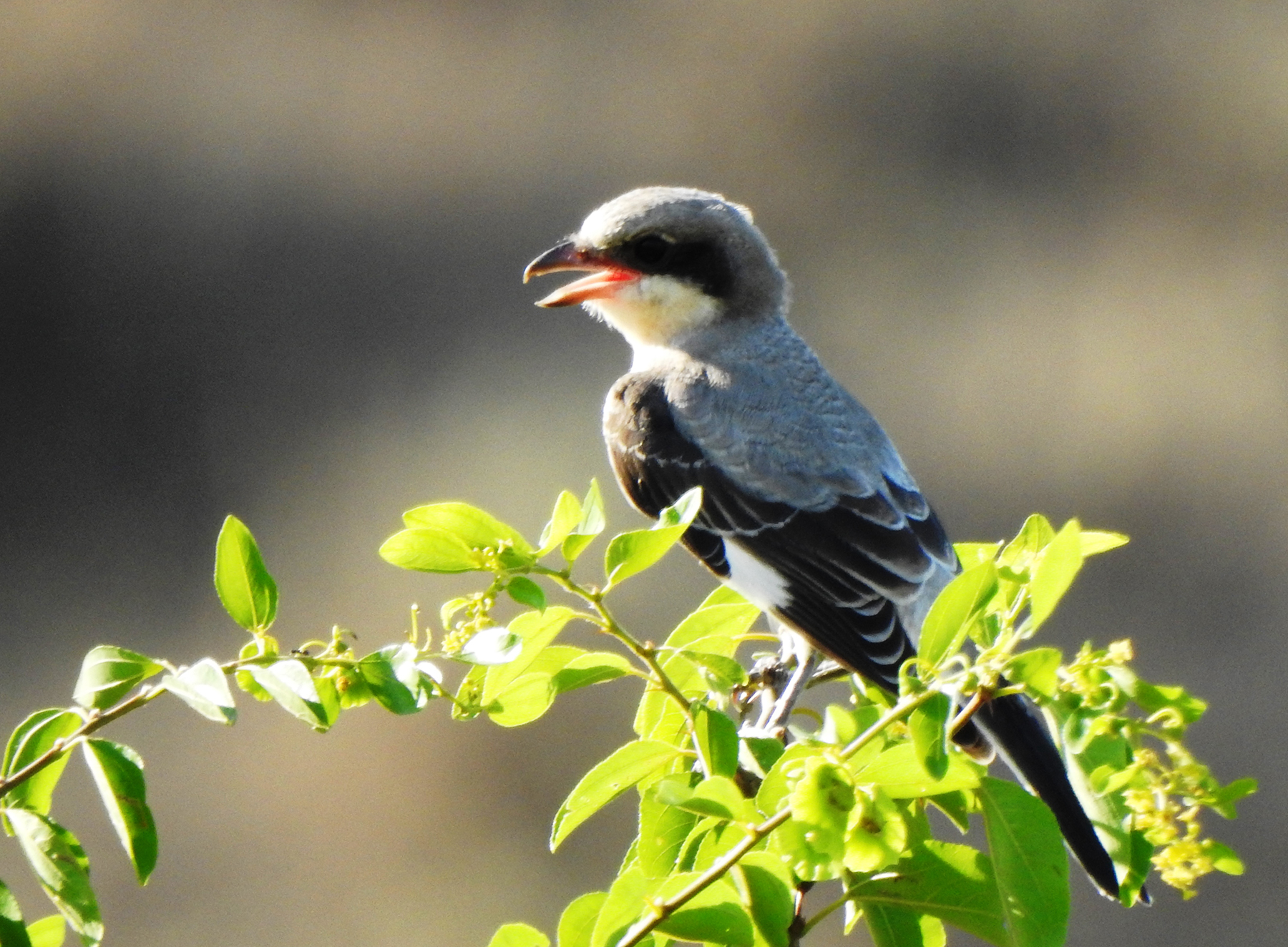 Birdwatching Albania – Albanian Trip