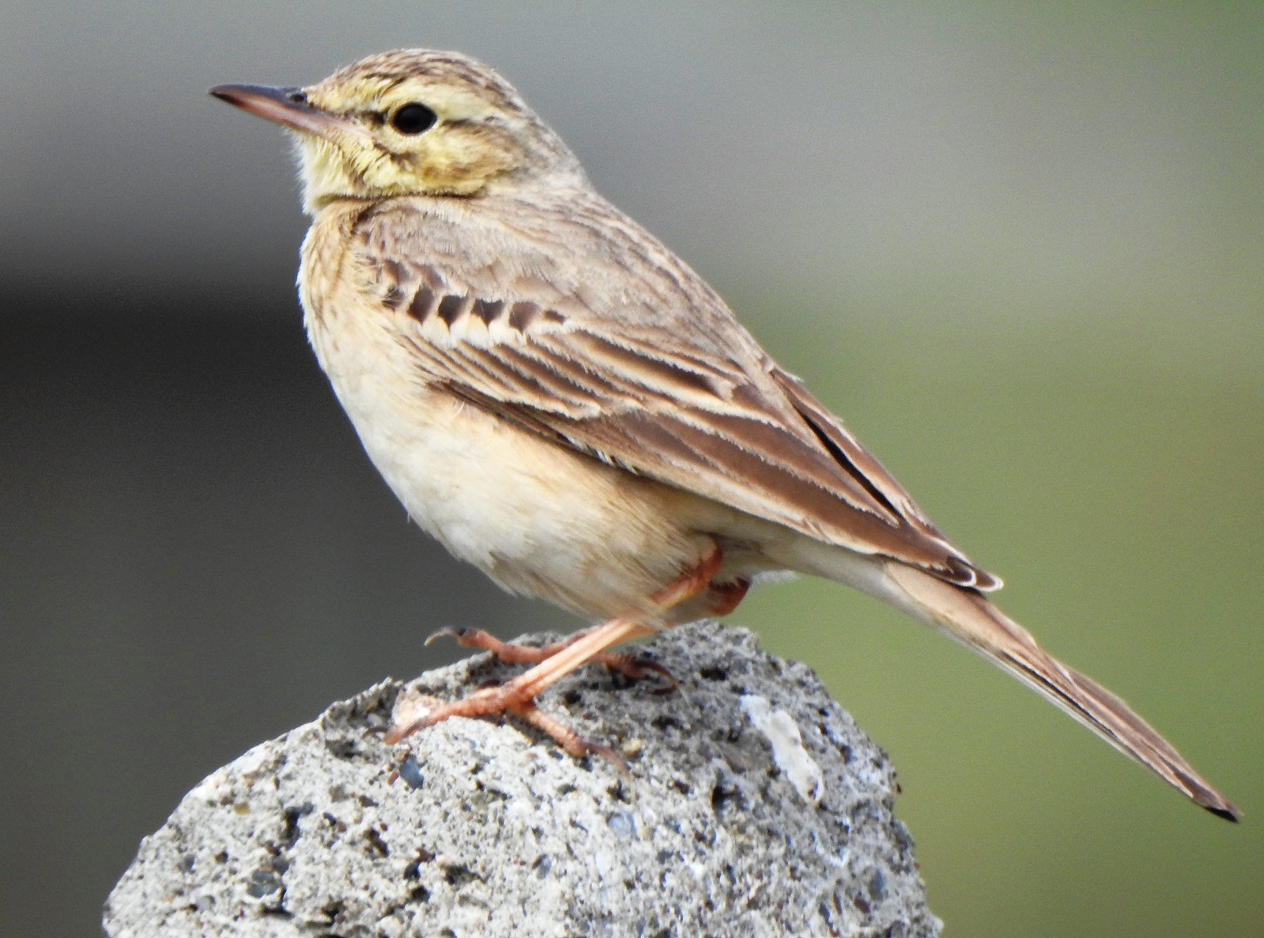 Birdwatching Albania | Albanian Trip