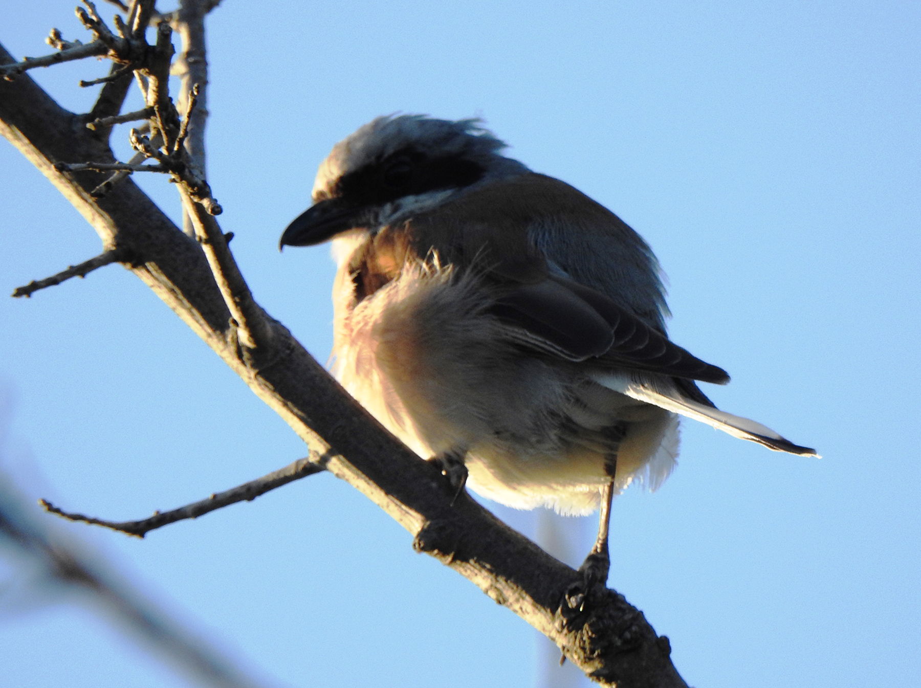 Birdwatching Albania – Albanian Trip